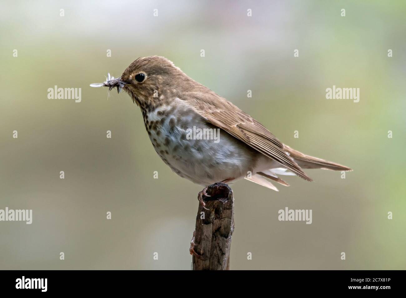 Phoebe brown hi-res stock photography and images - Alamy