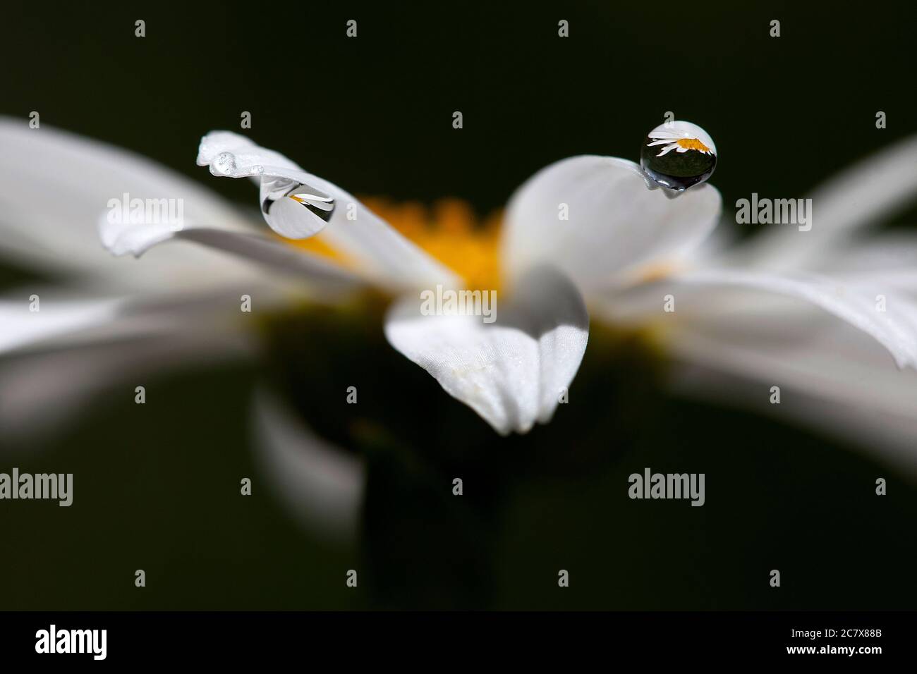 White daisy flower with rain drops hi-res stock photography and images ...