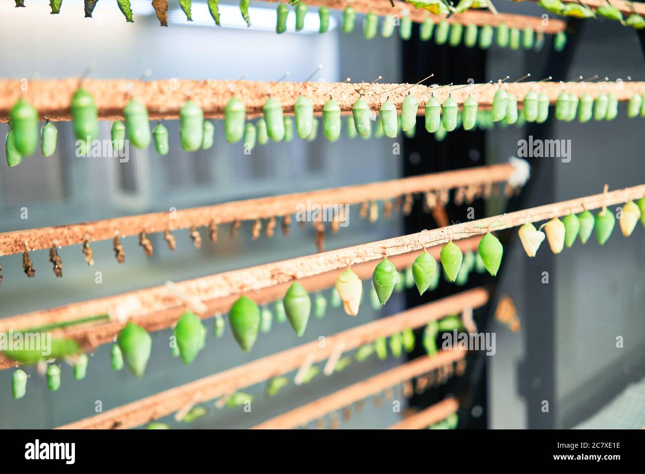 Beautiful butterflies at butterfly home Stock Photo - Alamy