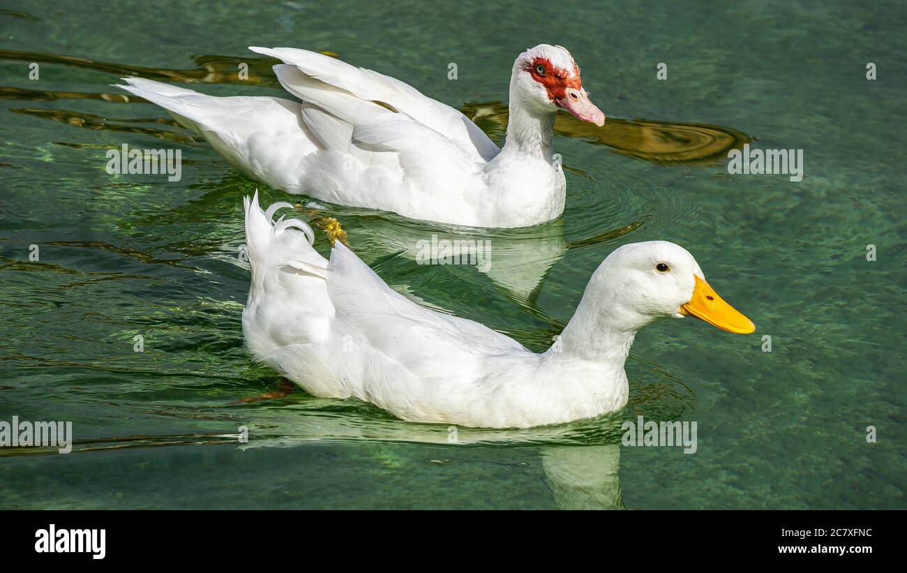 High angle shot of two white ducks swimming in the pond Stock Photo - Alamy