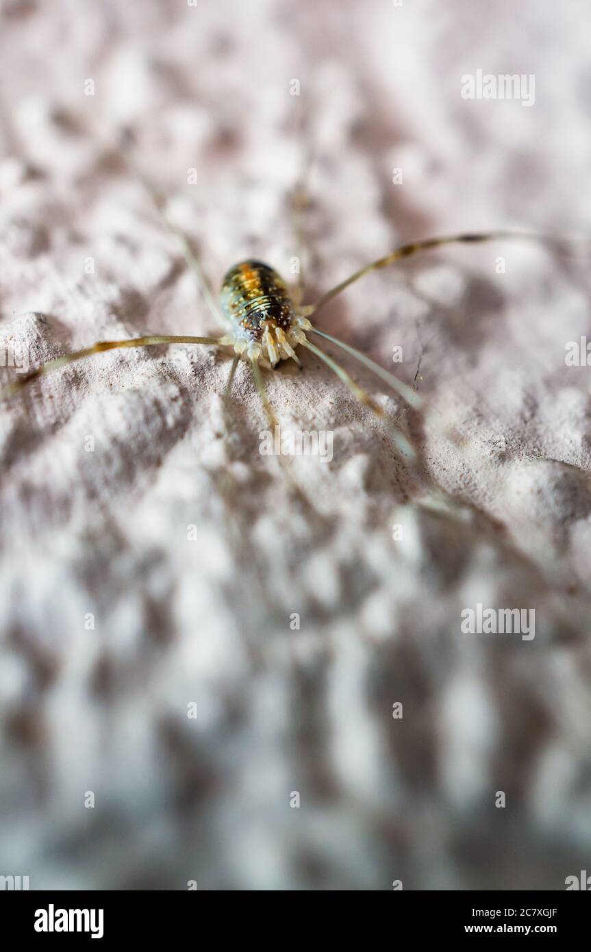 Closeup shot of a spider on a concrete surface Stock Photo - Alamy
