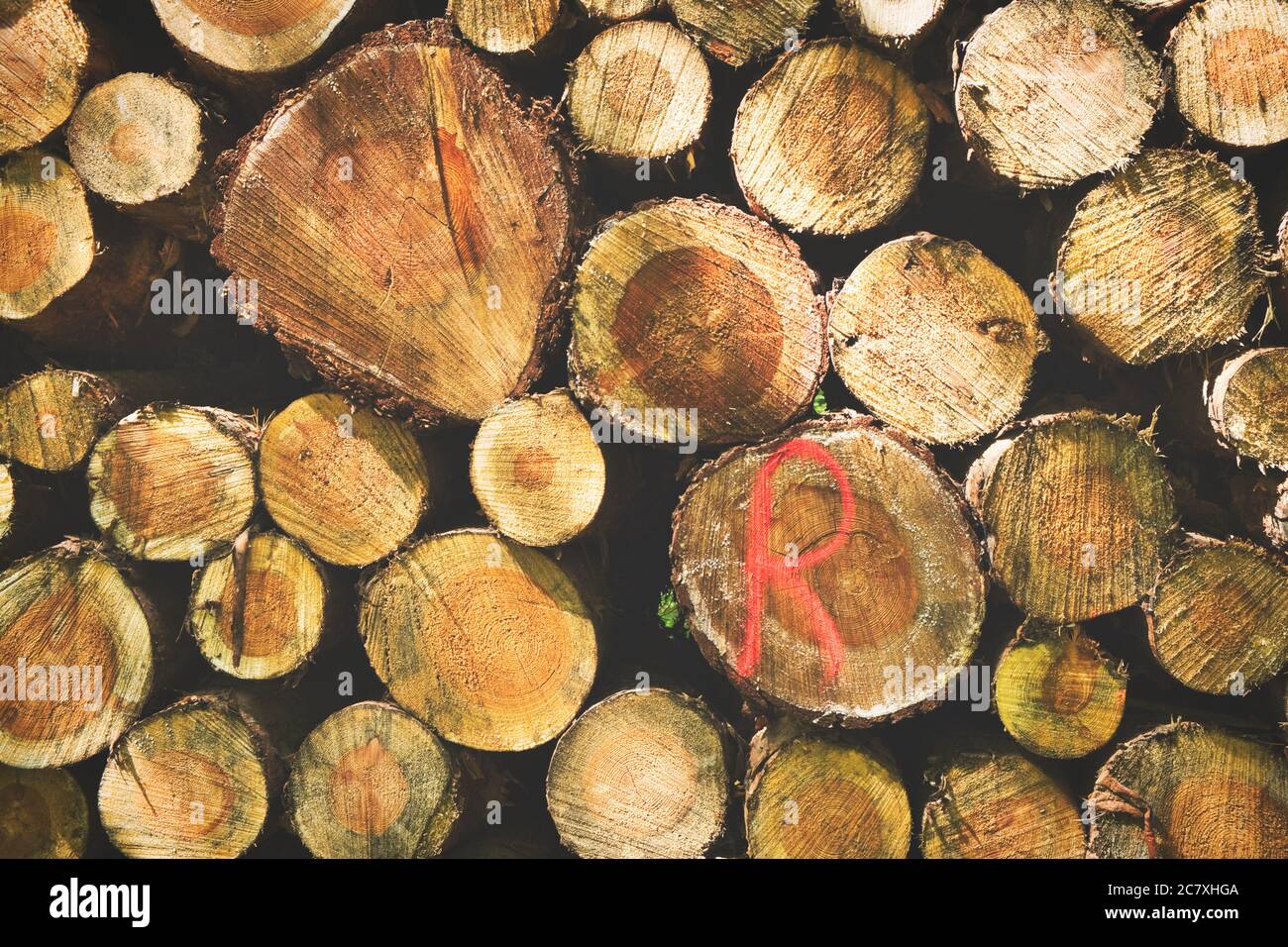 Wall of stacked wood logs with red marking. Wallpaper with logs of ...