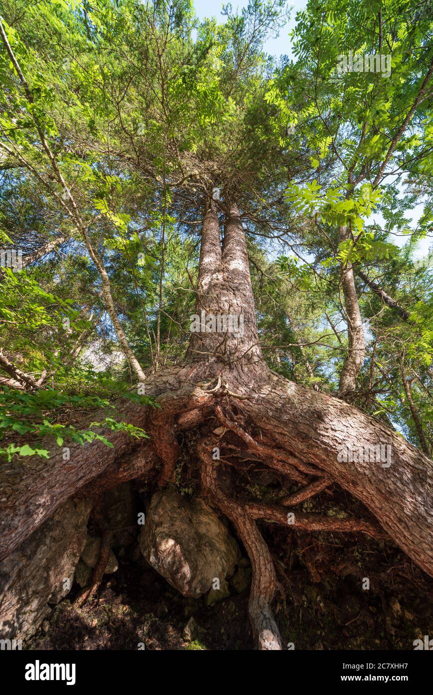Bottom view of a large tree and its huge roots that come out of the ...