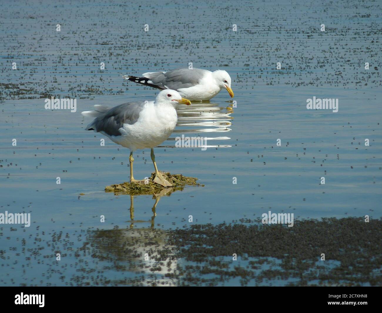 Mono lake california alkali flies hi-res stock photography and images ...