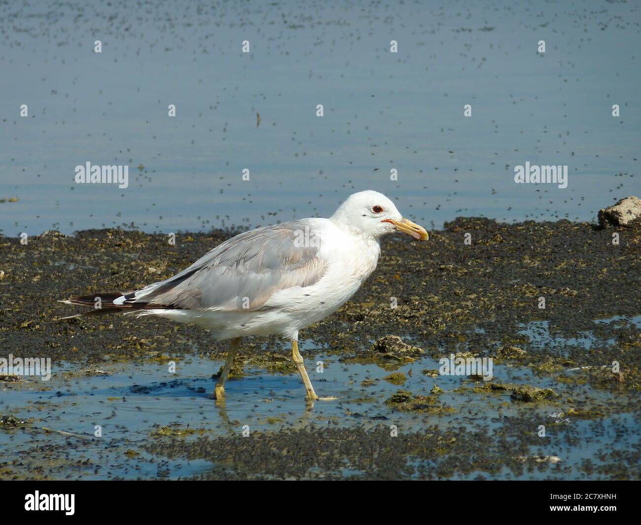 Mono lake california alkali flies hi-res stock photography and images ...