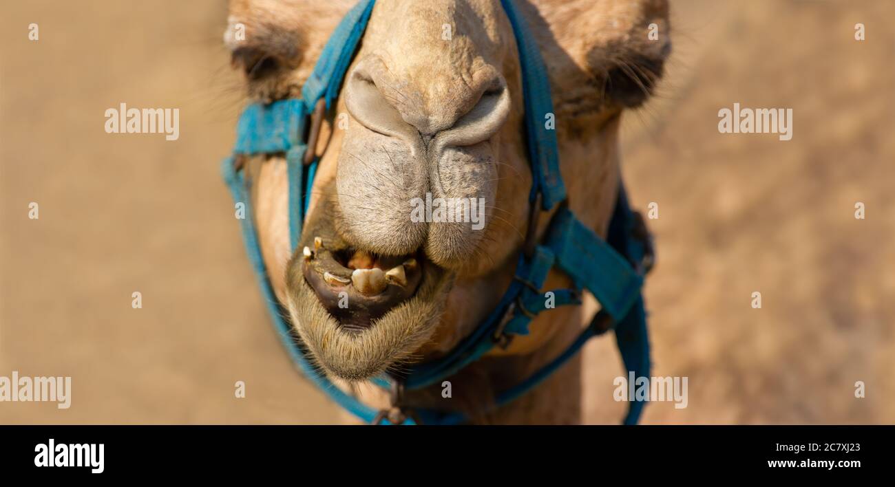 A Funny Looking Camel is With a Silly Look on His Face Stock Photo - Alamy