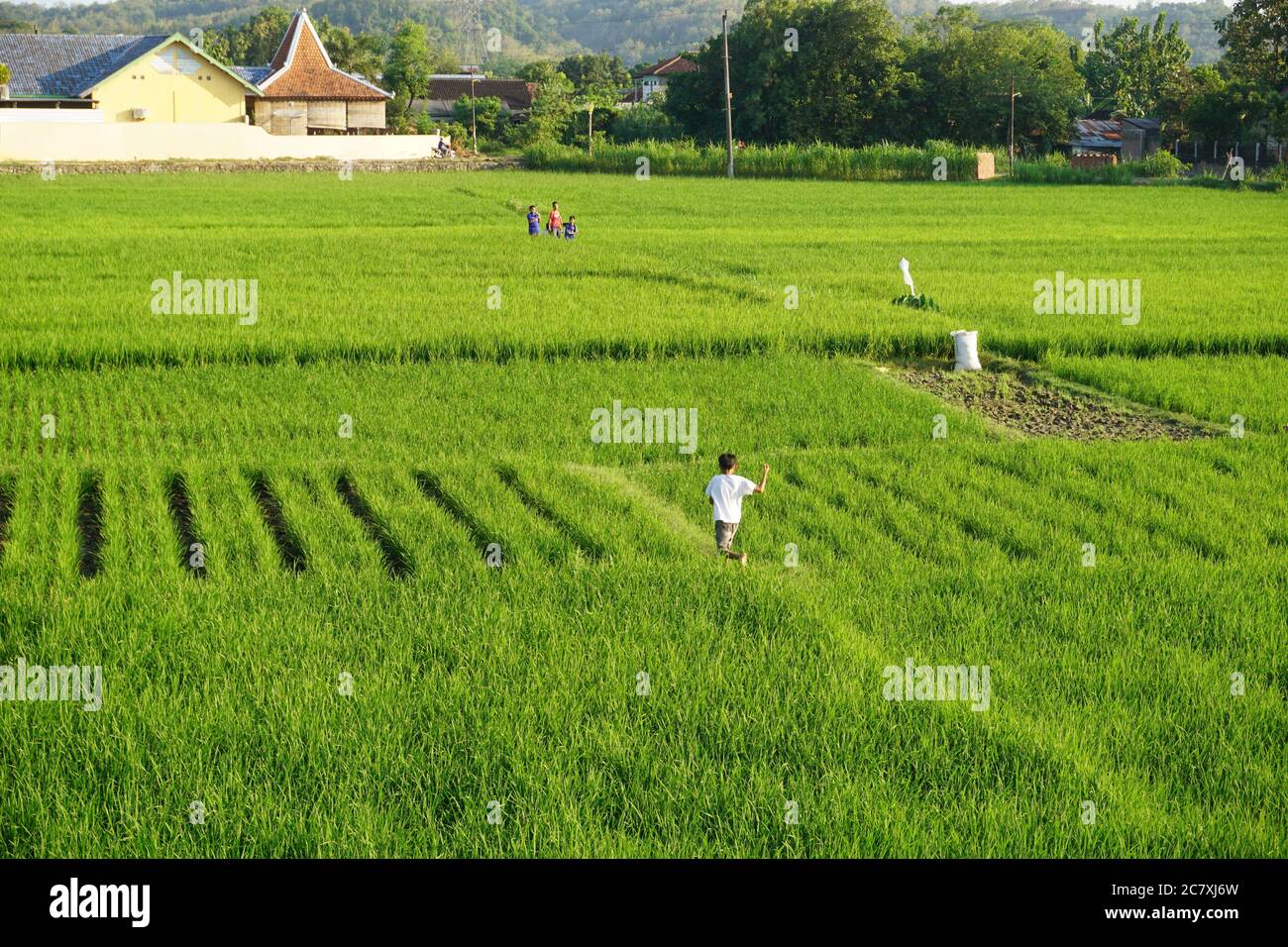 Landscape shot of an agricultural field with children playing freely ...