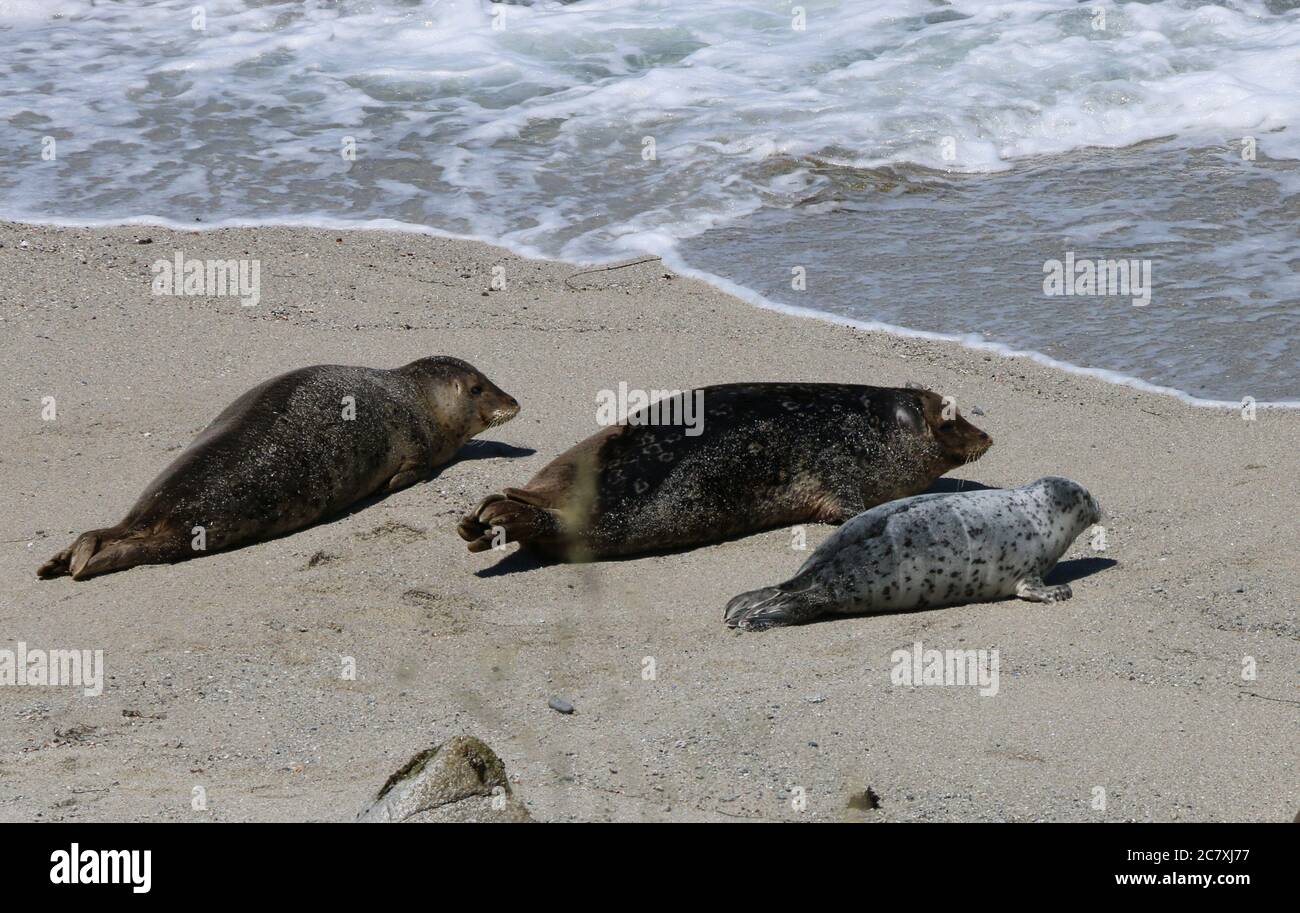 Cute grey baby harbor seal with parents heads out to swim in the ocean ...