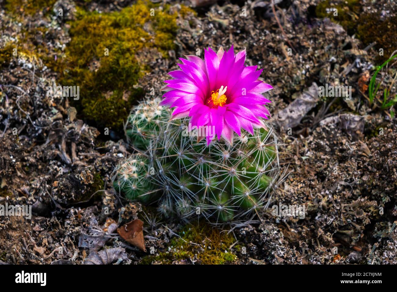 A pincushion cactus blooming in Spruce Woods Provincial Park, Manitoba ...