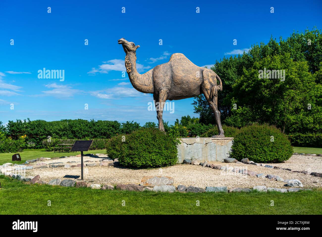 Sara the camel at Glenboro, Manitoba, Canada Stock Photo - Alamy