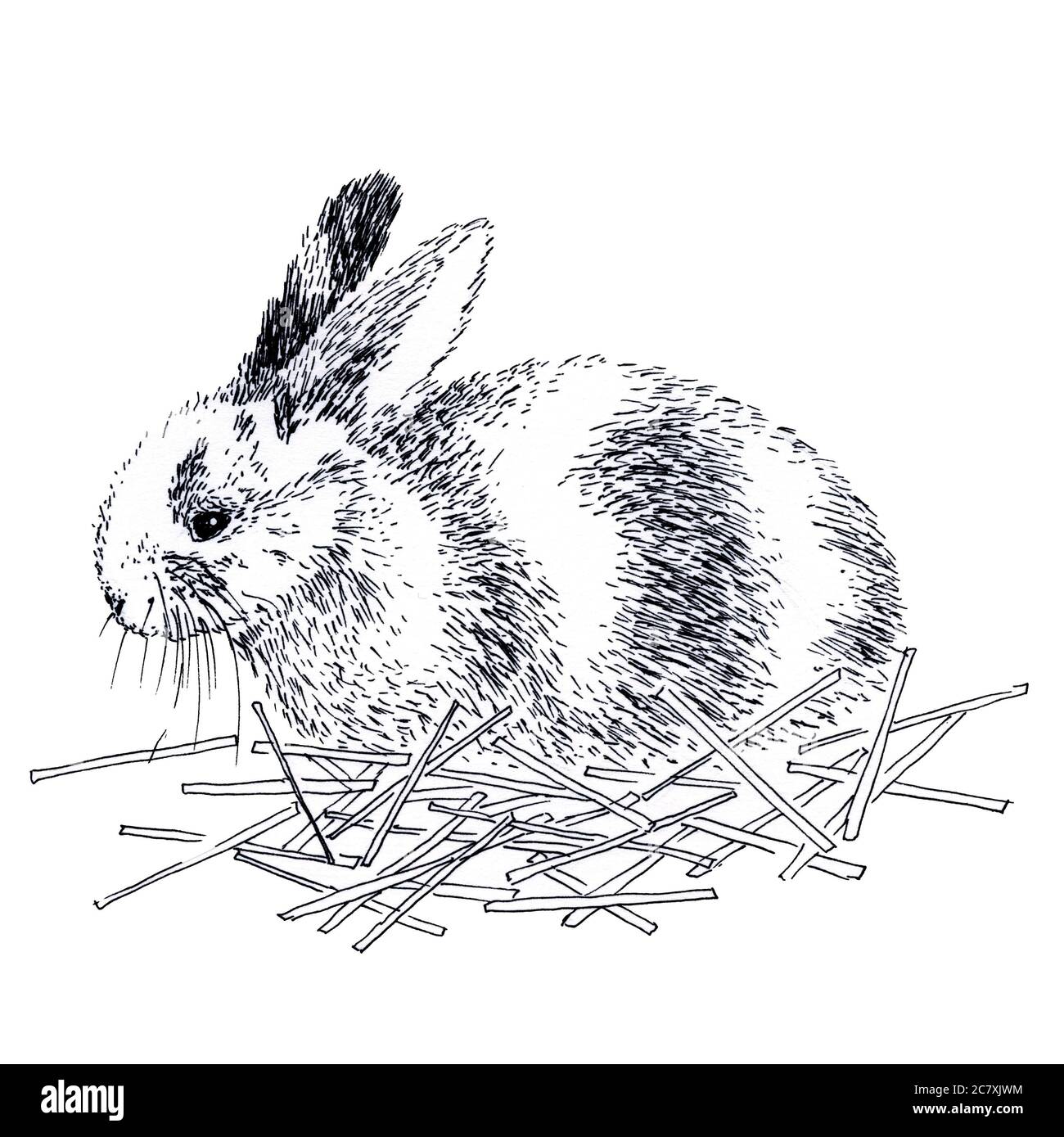 Cute rabbit ink on white background Stock Photo - Alamy