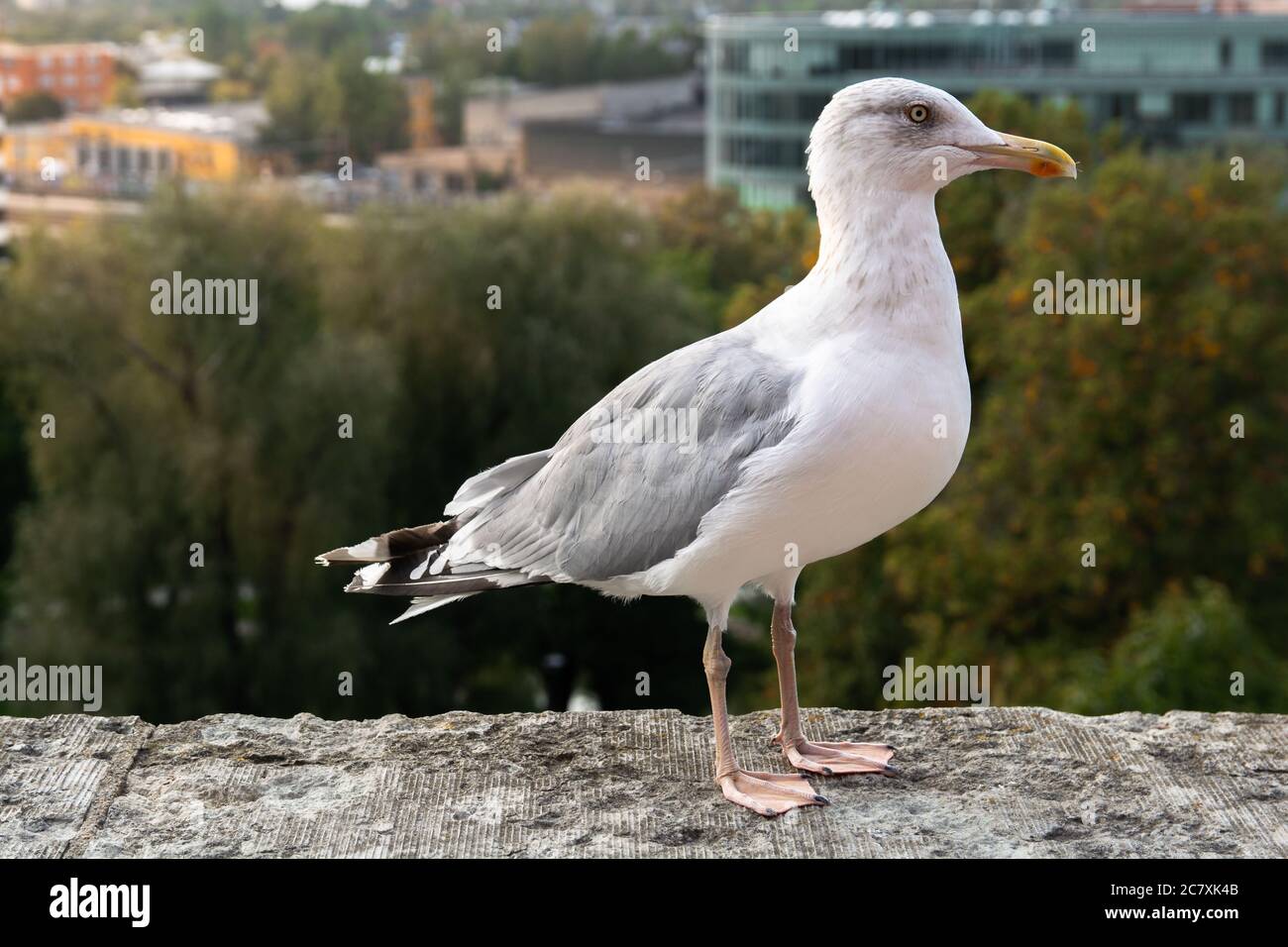Seagull in the city centre, urban wildlife Stock Photo - Alamy