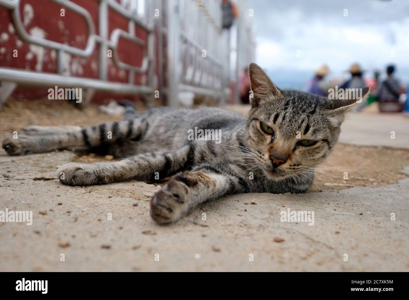 close up one tabby cat lying on sandy ground outside temple on Inle ...