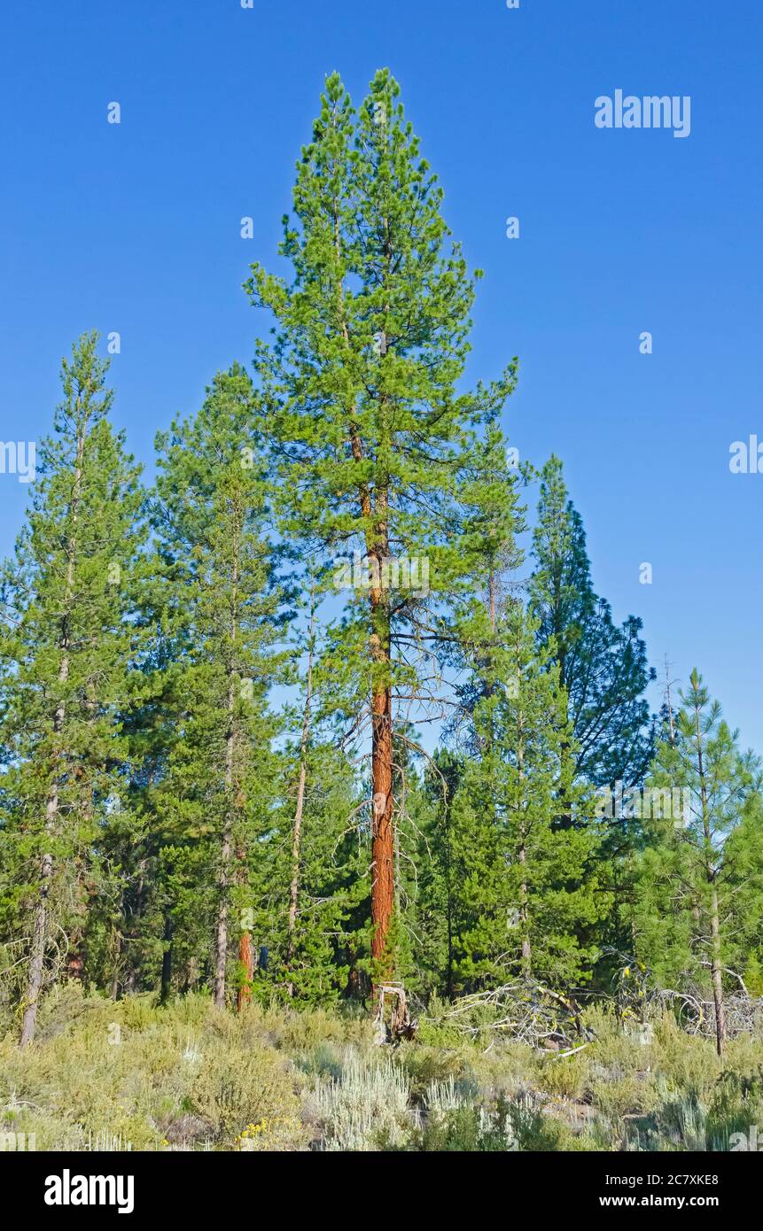 Images from Collier Memorial State Park in Oregon, USA Stock Photo - Alamy