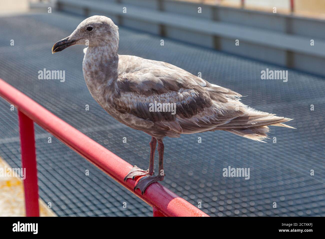Juvenile seagull hi-res stock photography and images - Alamy