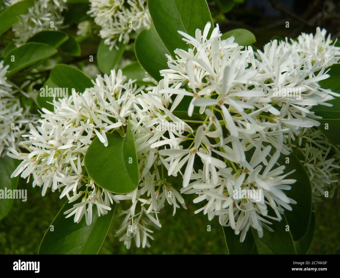 Closeup shot of the white flowers of Chinese fringe-tree Stock Photo ...