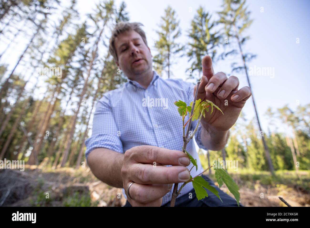 Nuremberg reichswald hi-res stock photography and images - Alamy