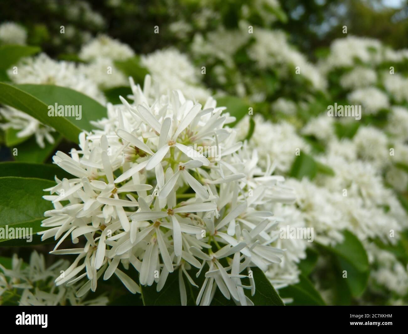Selective focus shot of the white flowers of a Chinese fringe tree ...