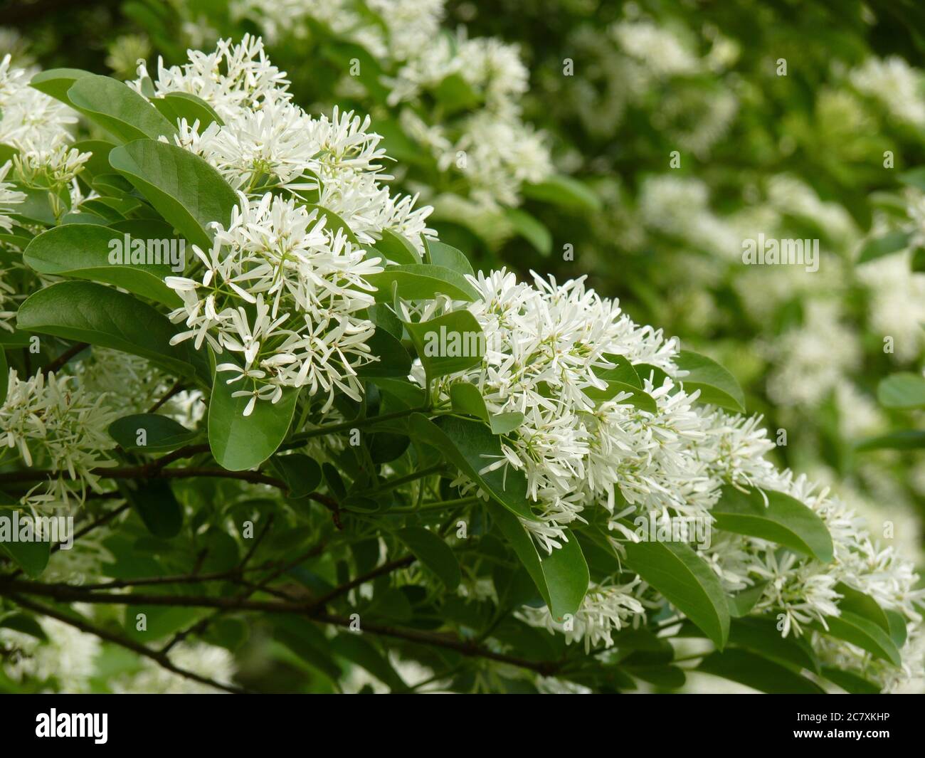 Chinese fringe tree chionanthus retusus hi-res stock photography and ...