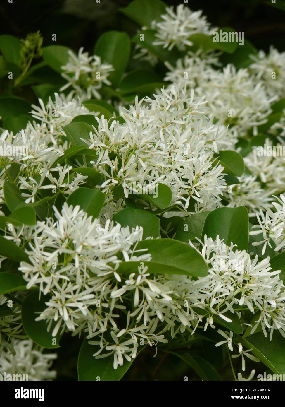 Chinese fringe tree chionanthus retusus hi-res stock photography and ...