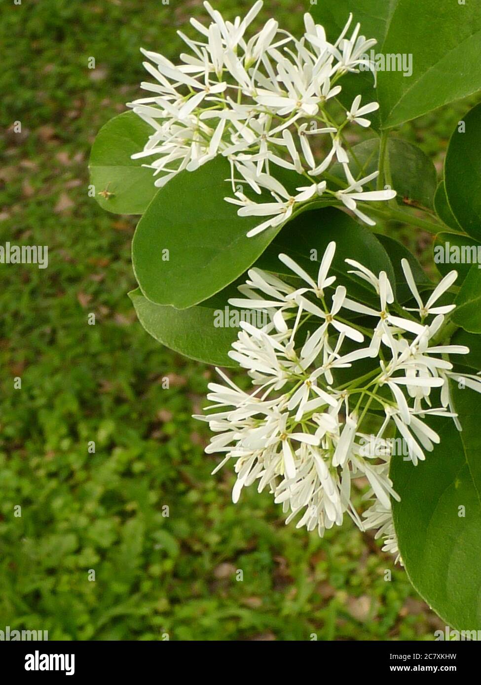 Chinese fringe tree chionanthus retusus hi-res stock photography and ...