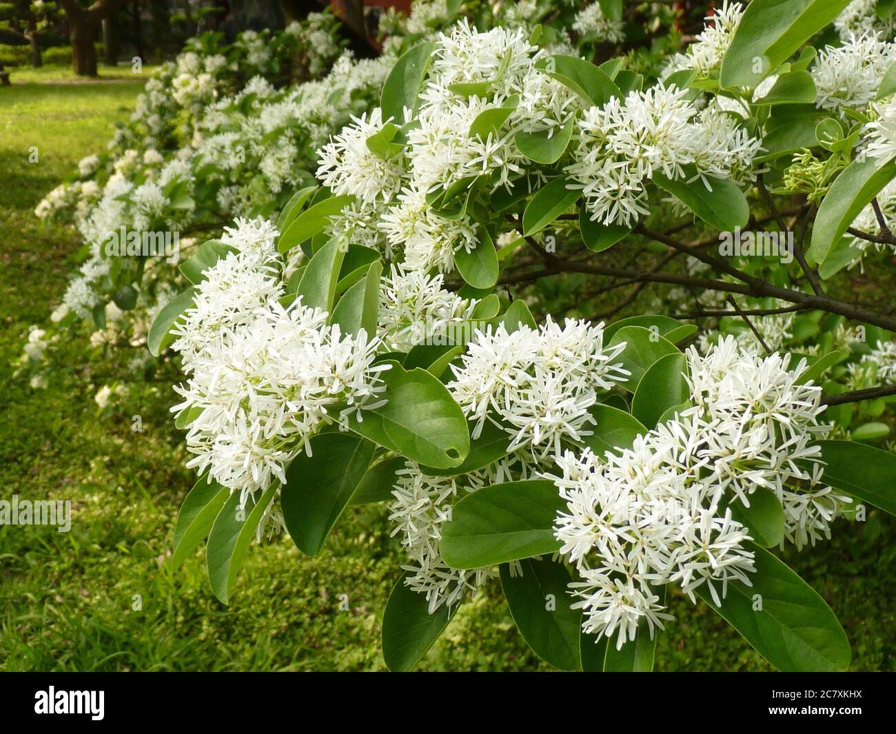 Closeup shot of the white flowers of Chinese fringe-tree Stock Photo ...