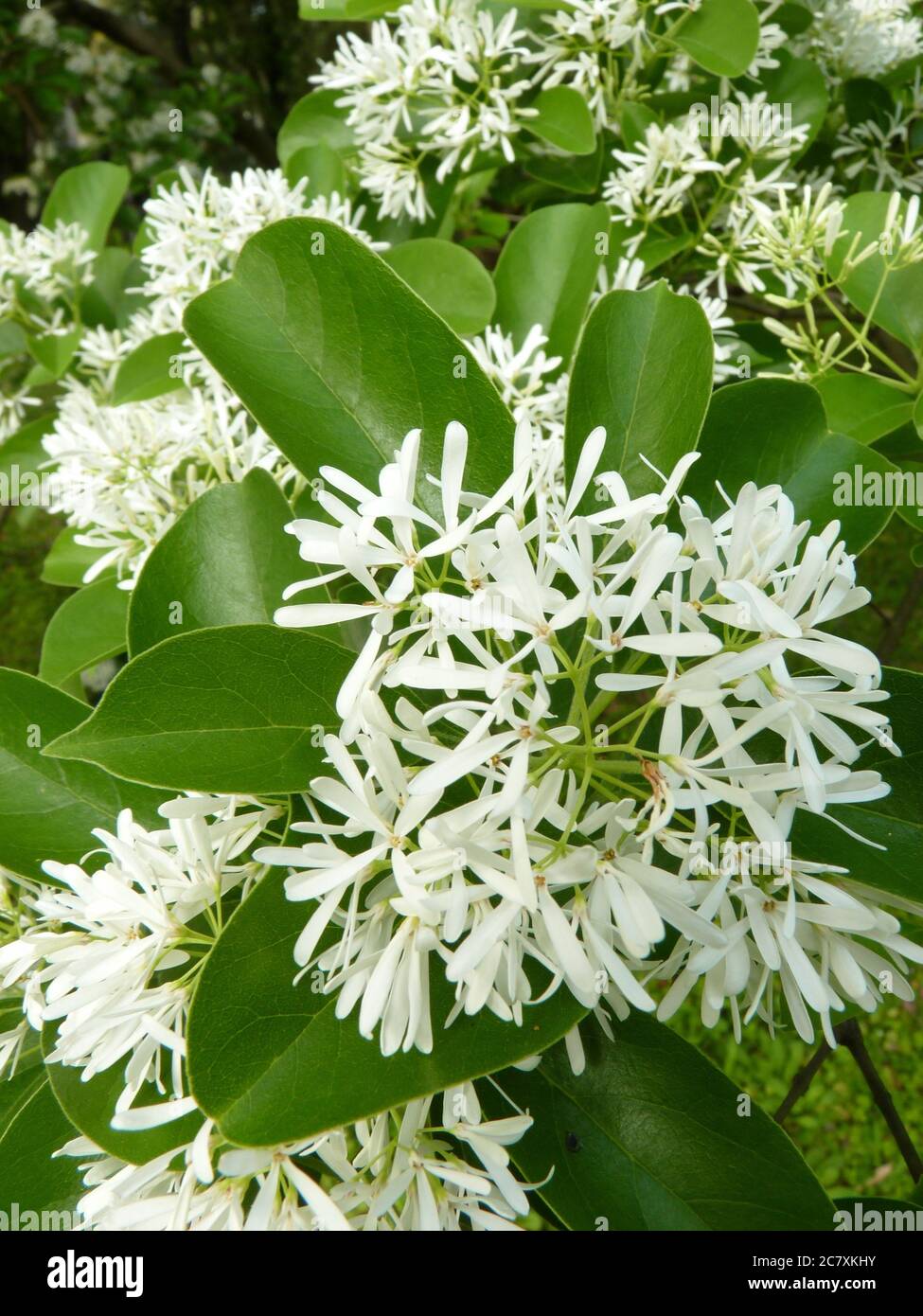 Vertical shot of the white flowers of Chinese fringe-tree Stock Photo ...