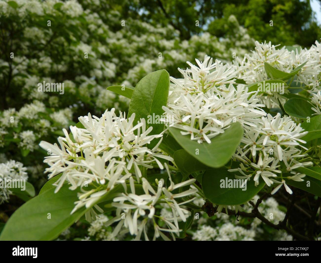 Chinese fringe tree chionanthus retusus hi-res stock photography and ...