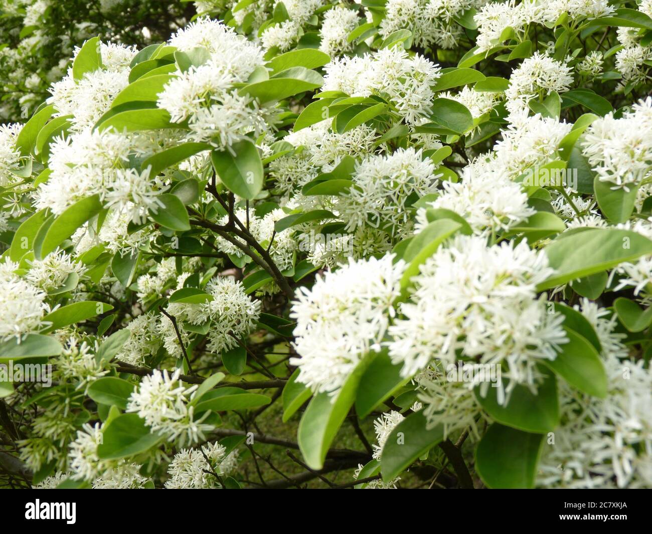 Closeup shot of the white flowers of a Chinese fringe tree Stock Photo ...