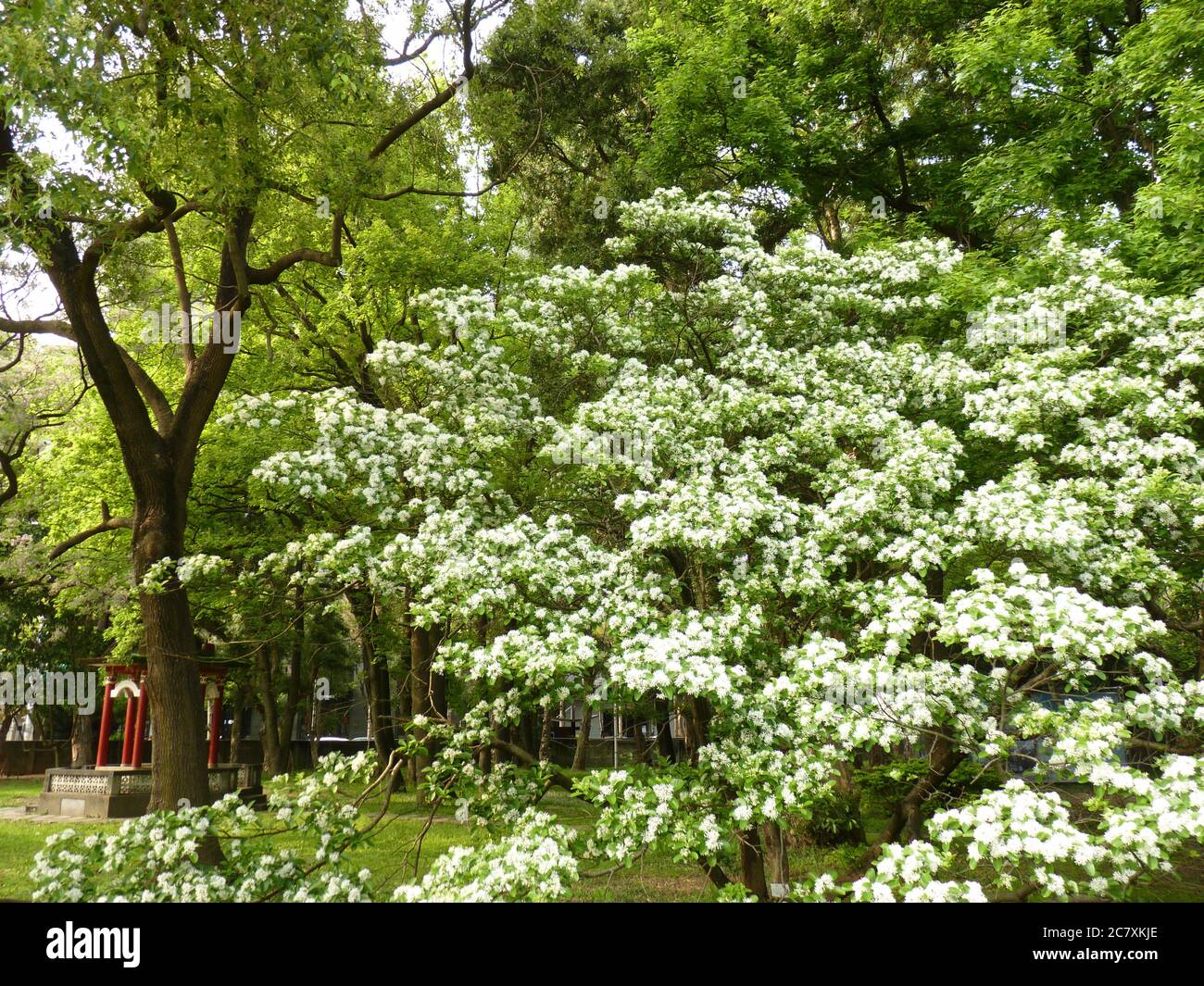 Wide angle shot of the white flowers of a Chinese fringe-tree Stock ...
