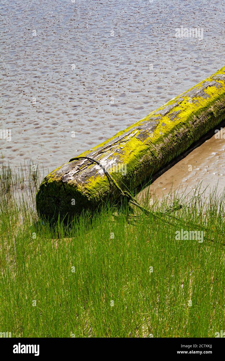 Tethered log from logging industry operations along the Steveston ...