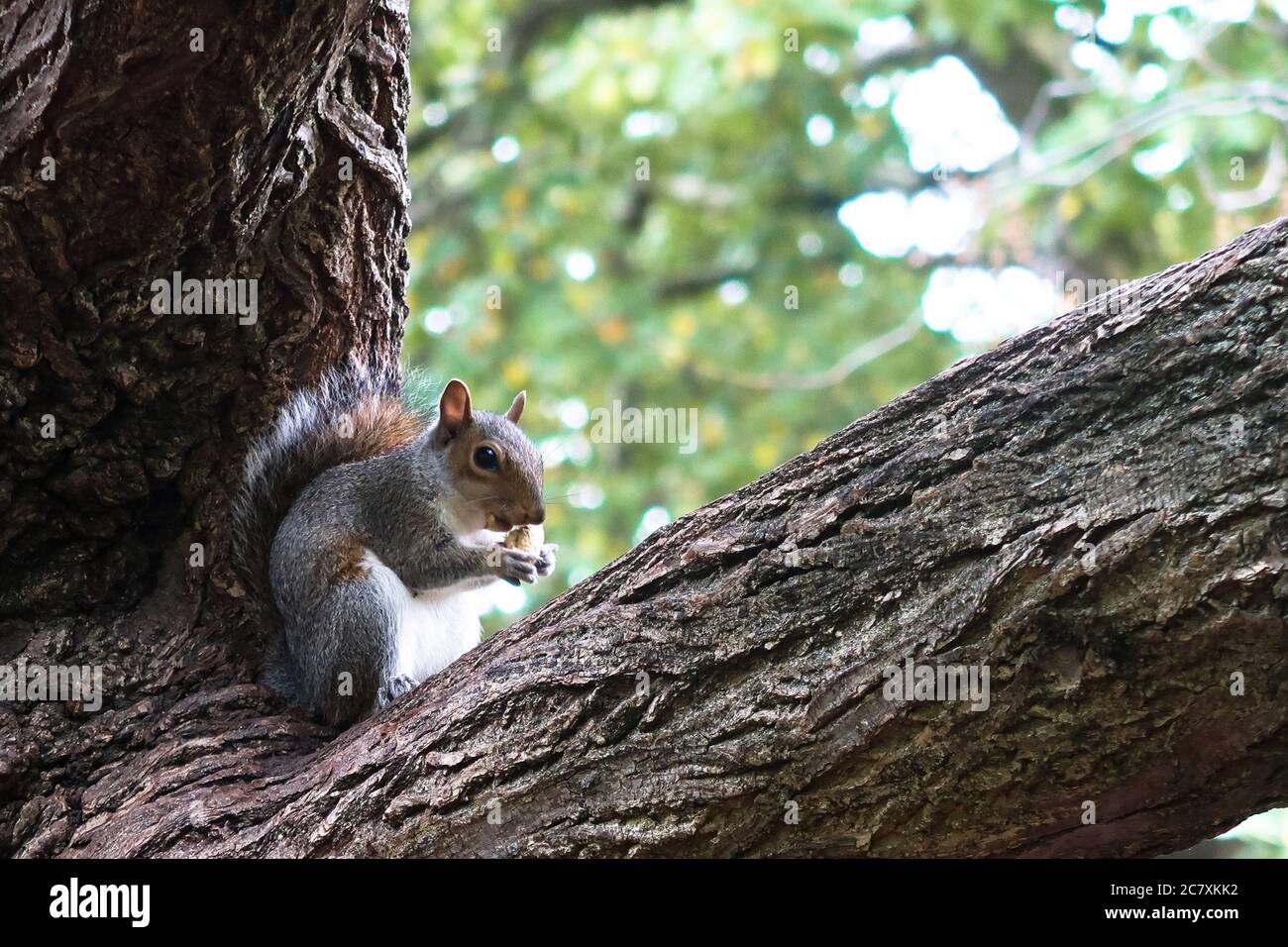 Squirrel sitting on a tree branch in the London park Stock Photo - Alamy