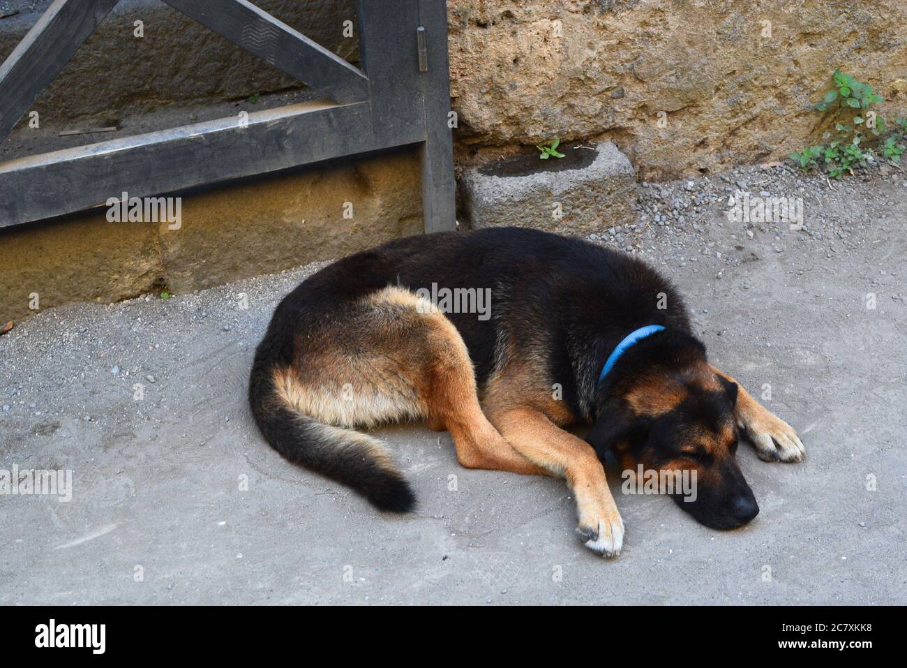 Stray Dog And Italy High Resolution Stock Photography and Images - Alamy