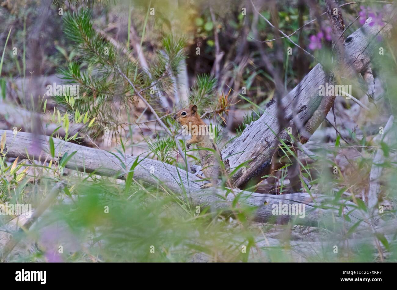 Images from Collier Memorial State Park in Oregon, USA Stock Photo - Alamy