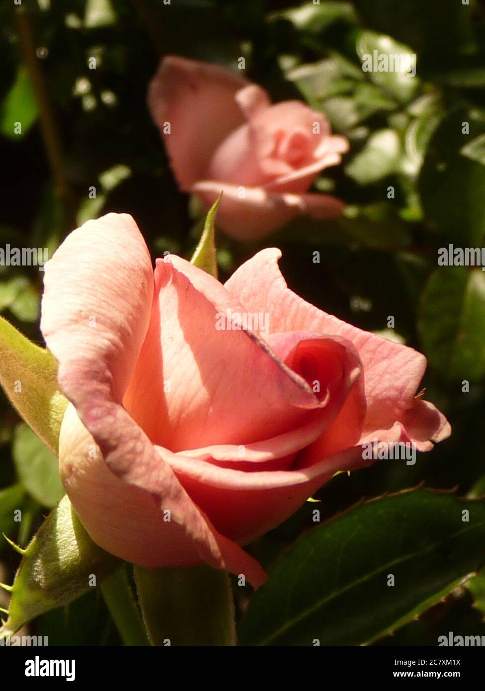 Vertical shot of two pink roses next to each other Stock Photo - Alamy