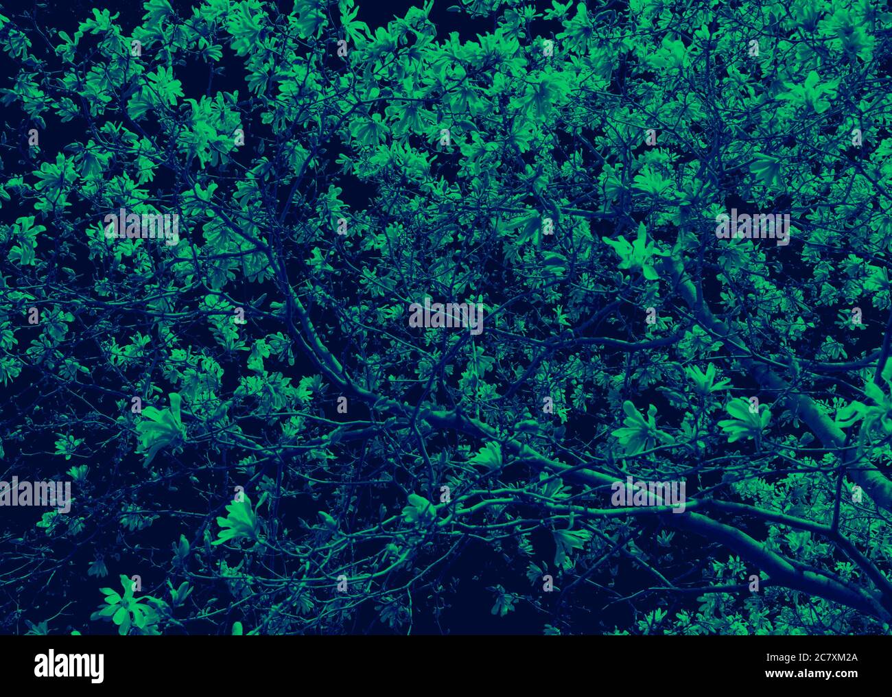 Twisted tree branches hi-res stock photography and images - Alamy