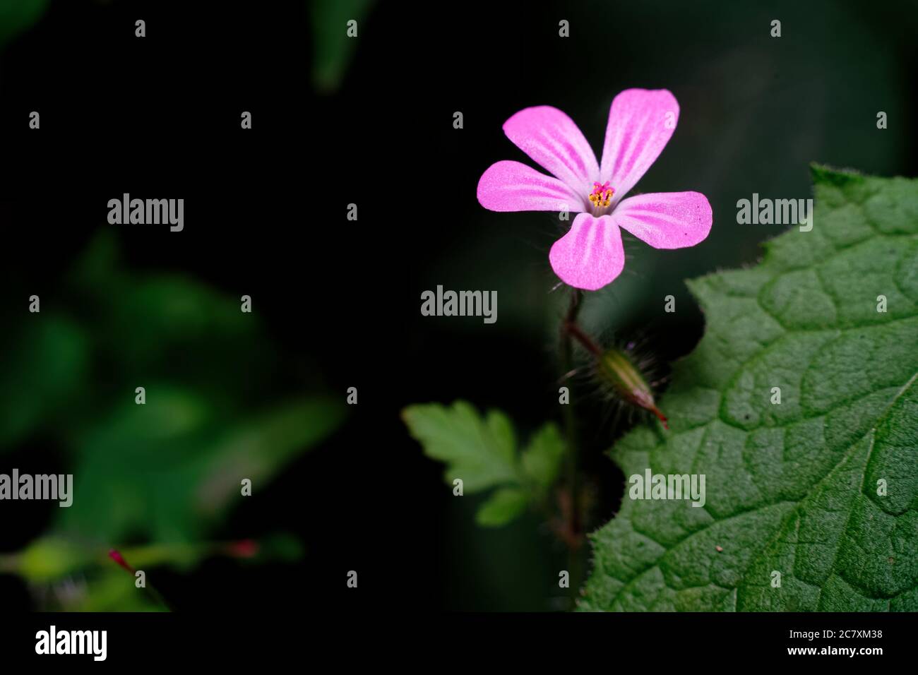 Tiny pink flower hi-res stock photography and images - Alamy