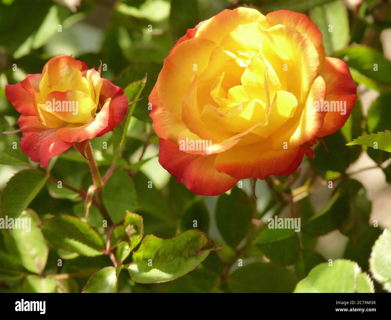 Yellow red roses grow in hi-res stock photography and images - Alamy