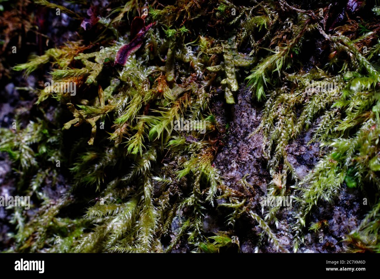 Moss enlarged hi-res stock photography and images - Alamy