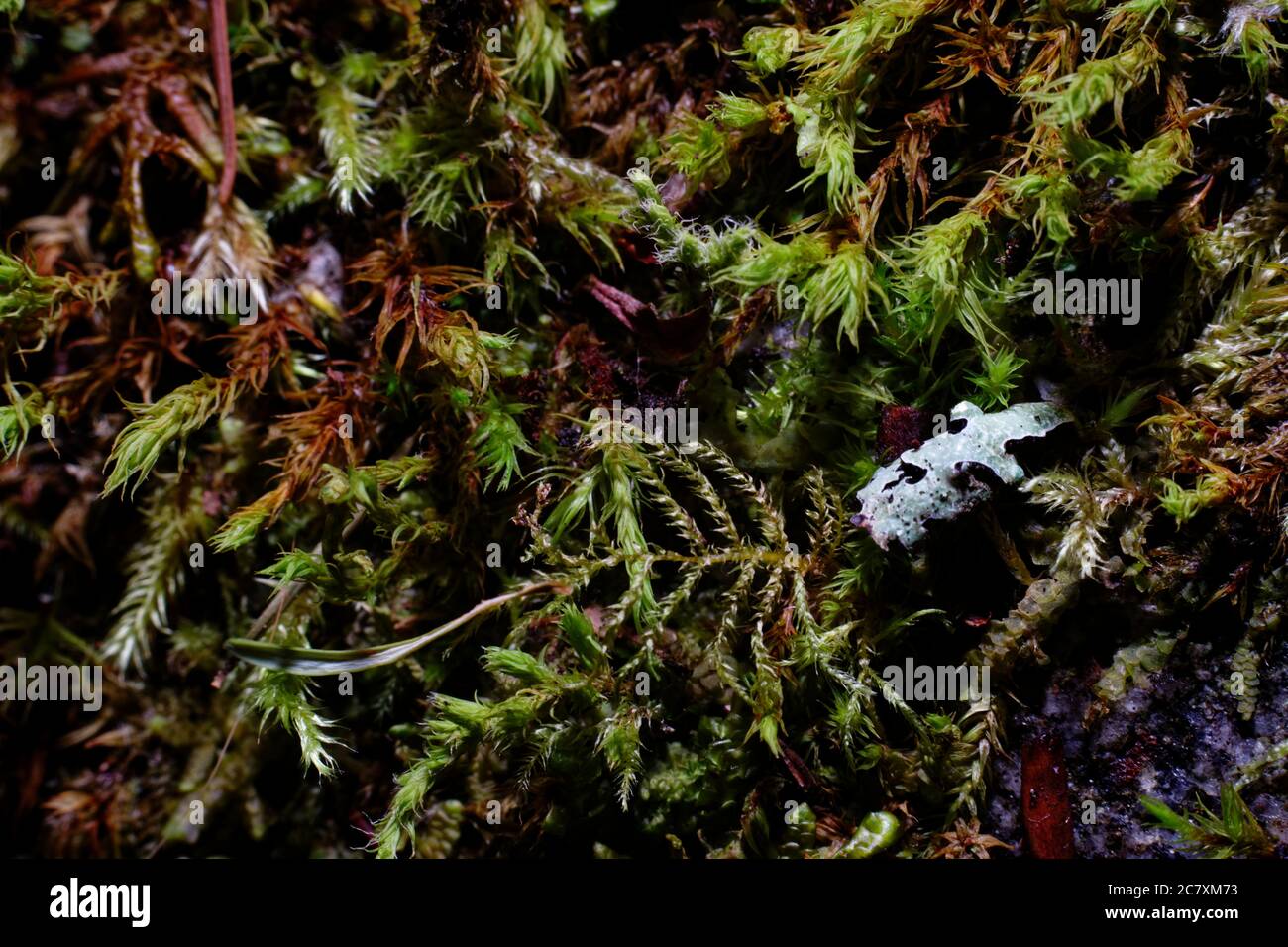 Moss enlarged hi-res stock photography and images - Alamy