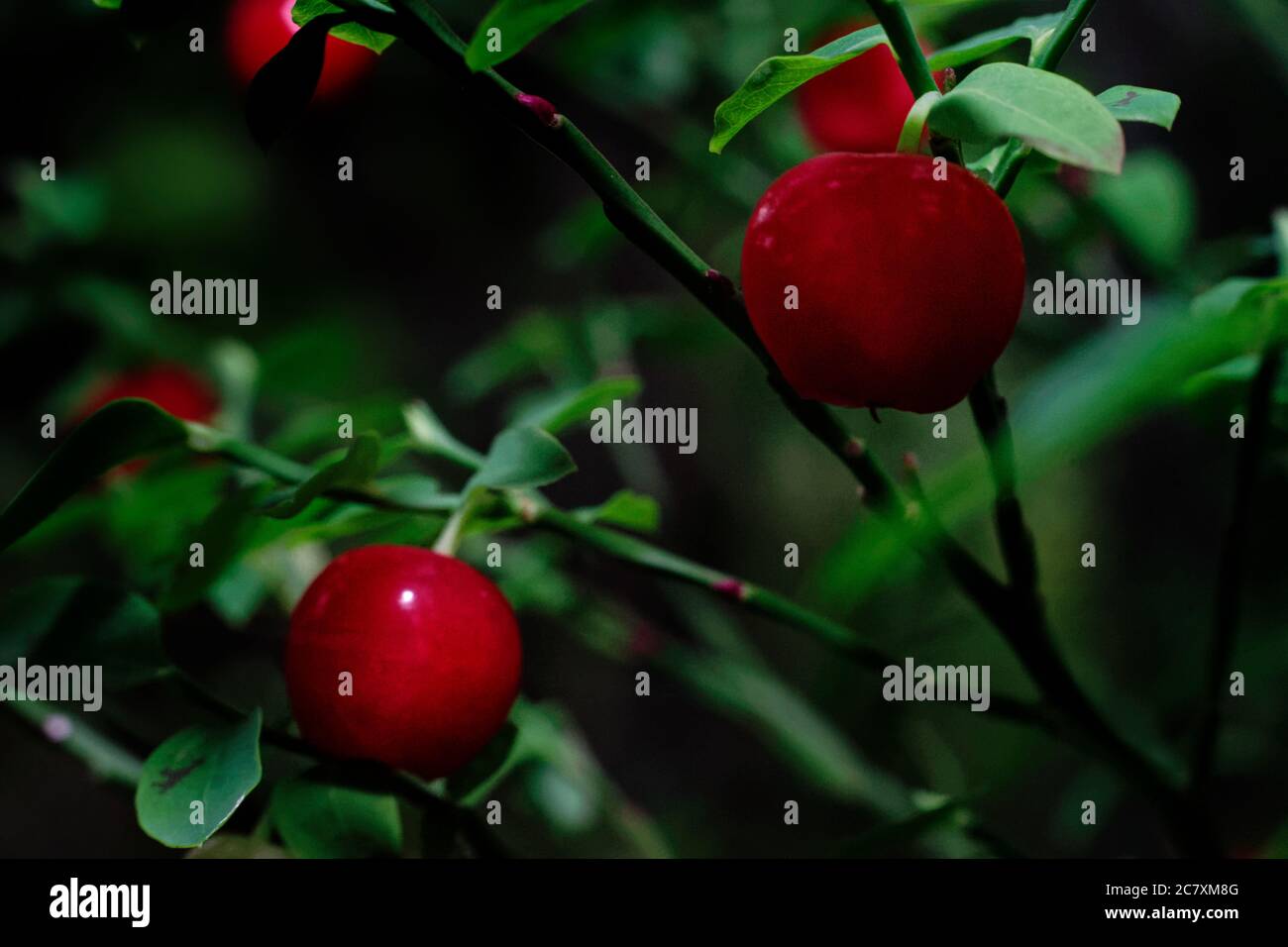 Inside the huckleberry bush Stock Photo - Alamy