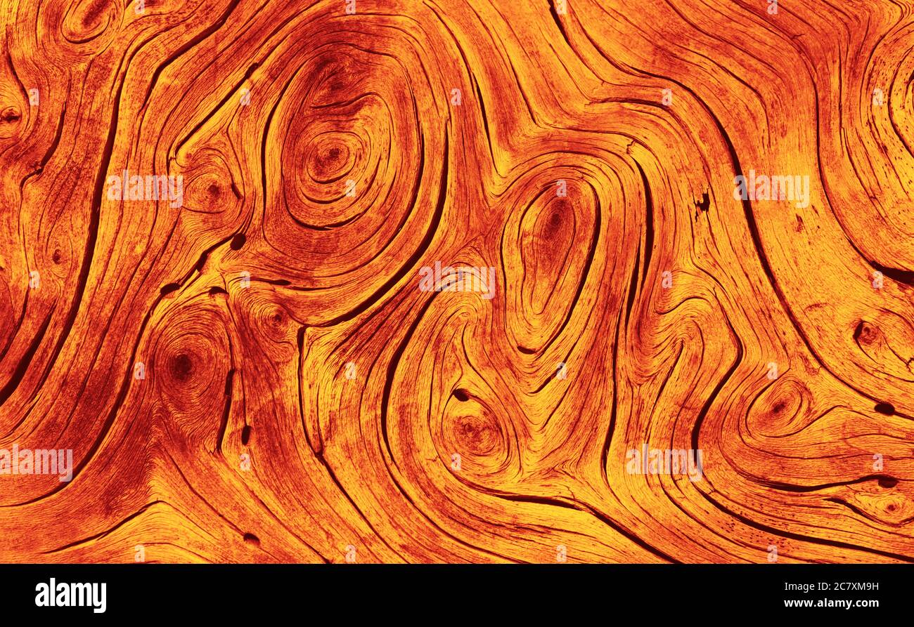 Red and orange wooden texture on an old tree with twisted swirly ...