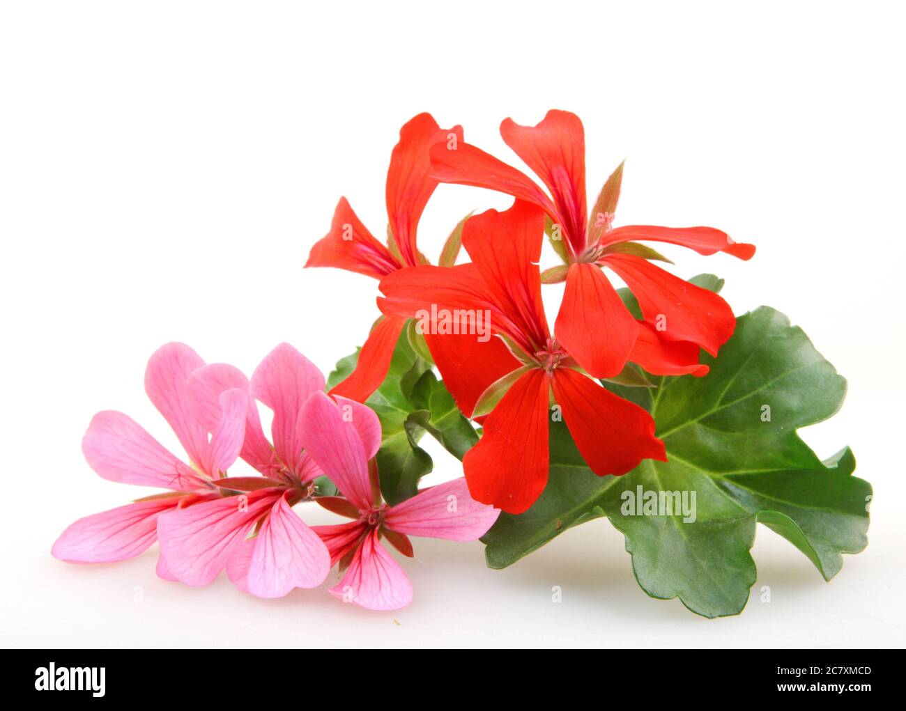 Closeup of red and pink ivy geraniums under the lights isolated on a ...