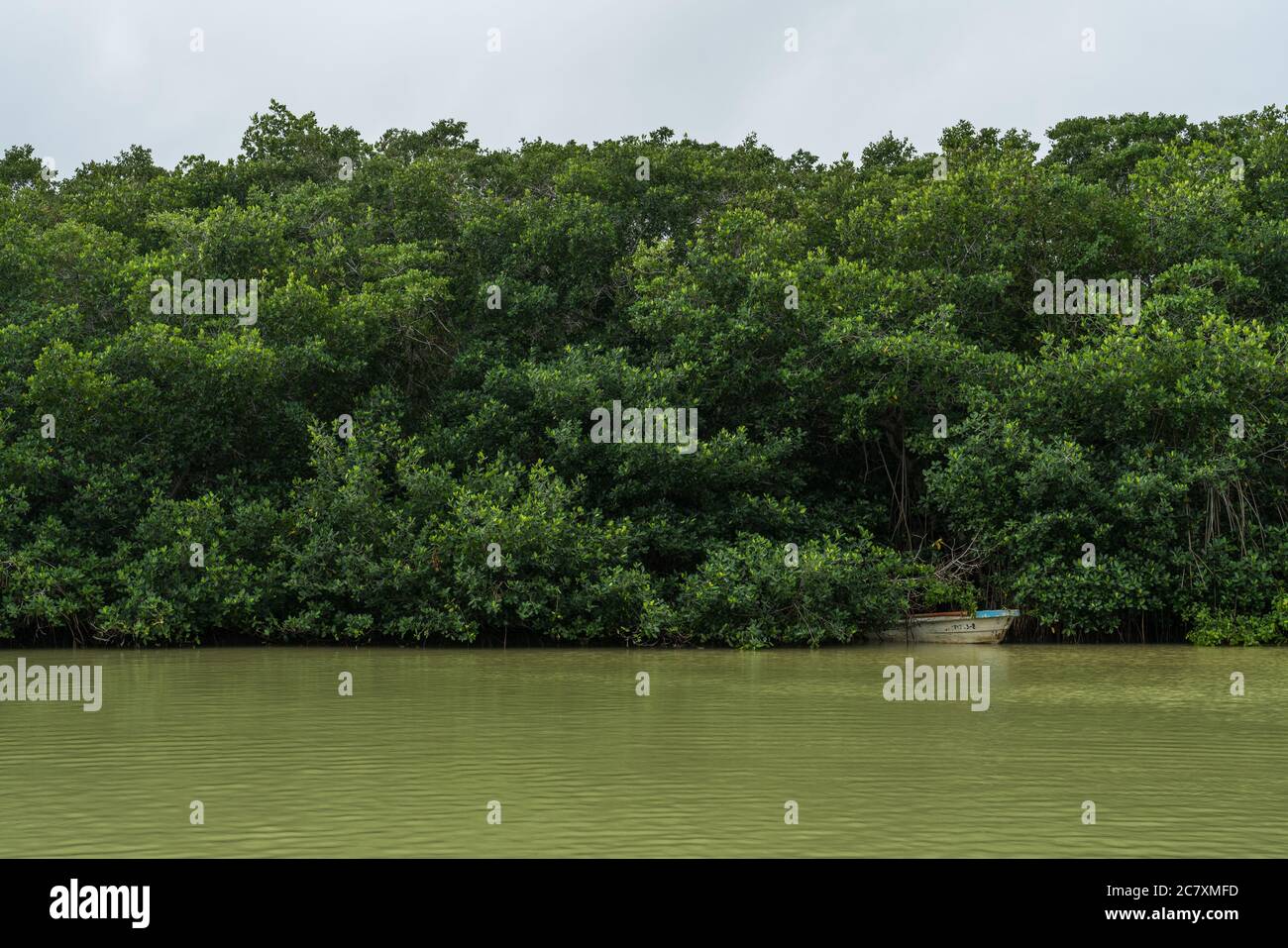 Mangroves growing along the brackish marine estuary in the Ria Lagartos ...