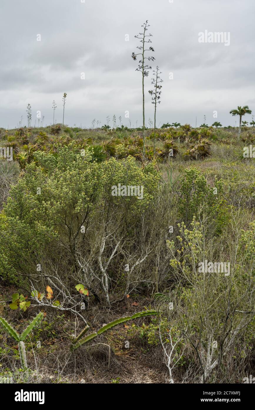 Cactus, Sisal - Agave sisalana, and fan palms growing in the beach ...