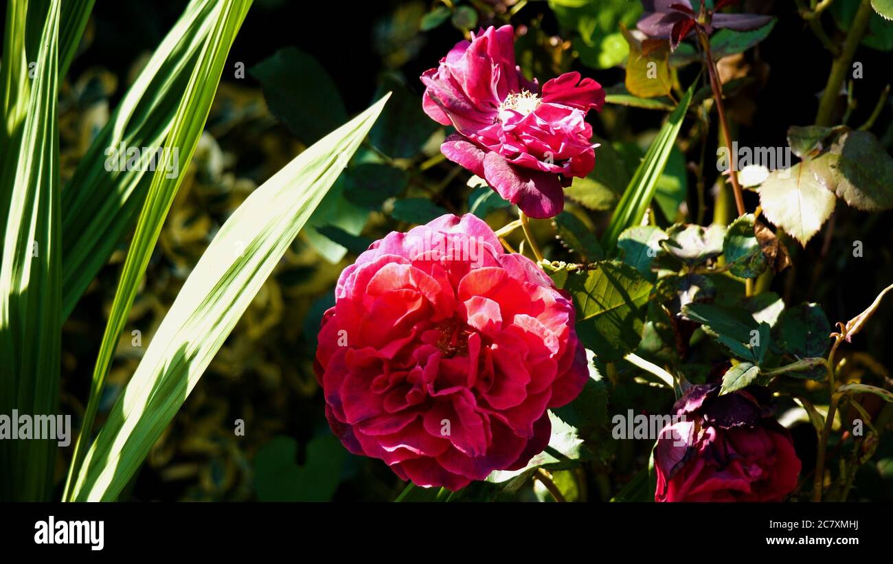 Floribunda rose close up detail hi-res stock photography and images - Alamy