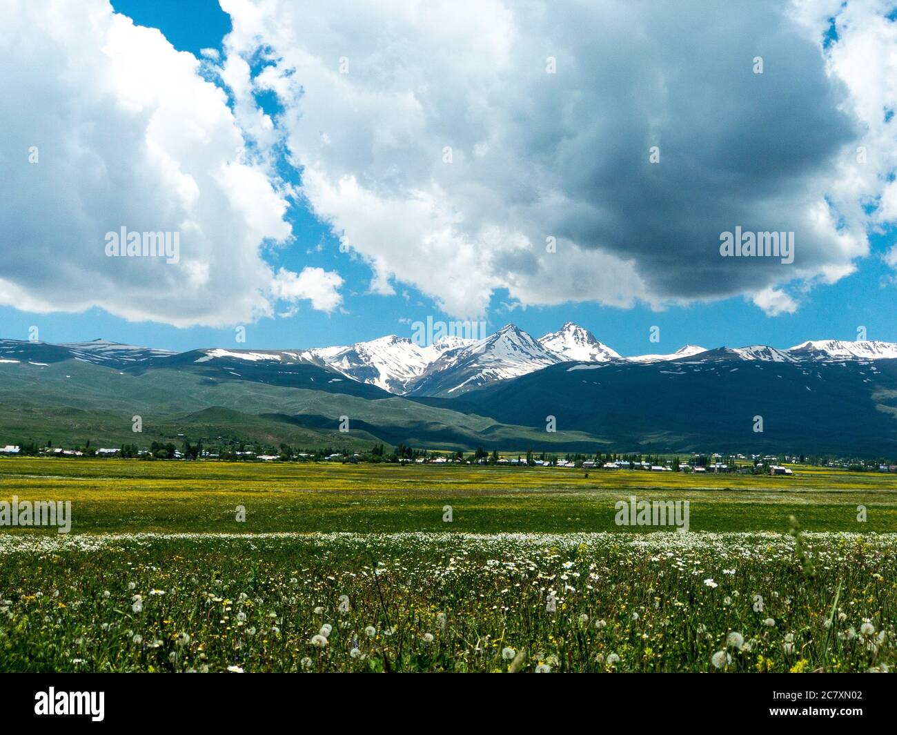 Vast field with white flowers against a beautiful mount scenery Stock ...