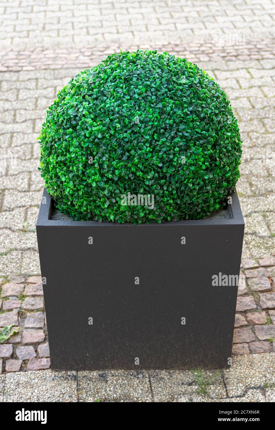 Vertical picture of a plant in a black pot on the street Stock Photo ...