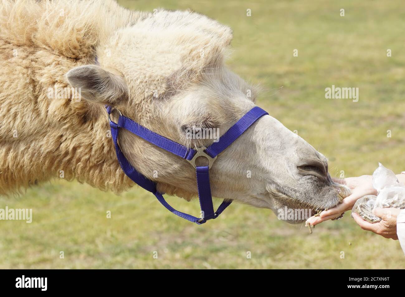 Cute white and fluffy llama eating food from someone's hand Stock Photo ...