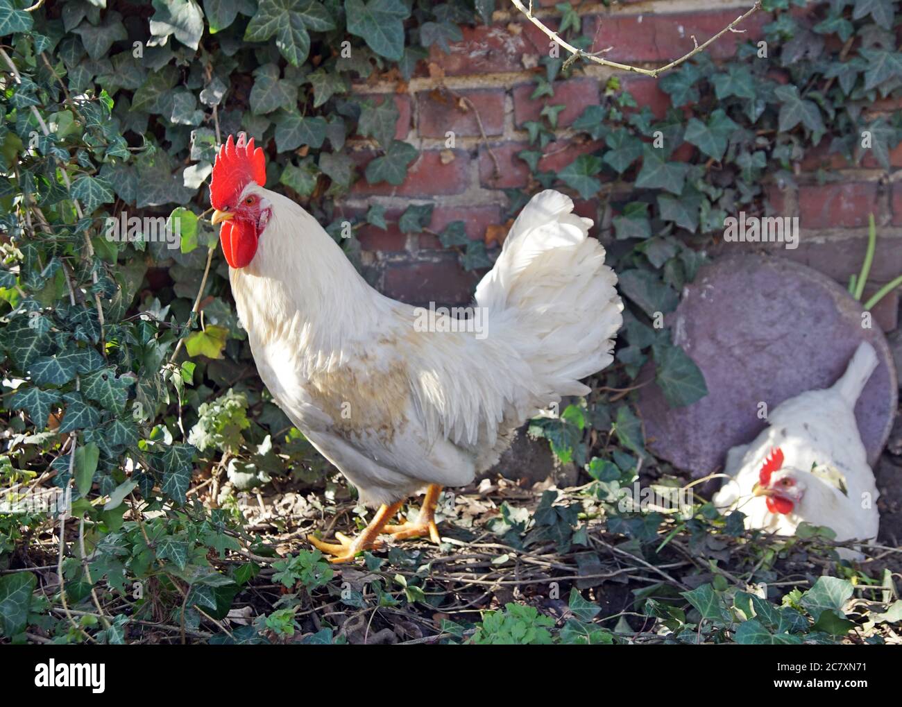 White rooster and the white hand on the ground Stock Photo - Alamy